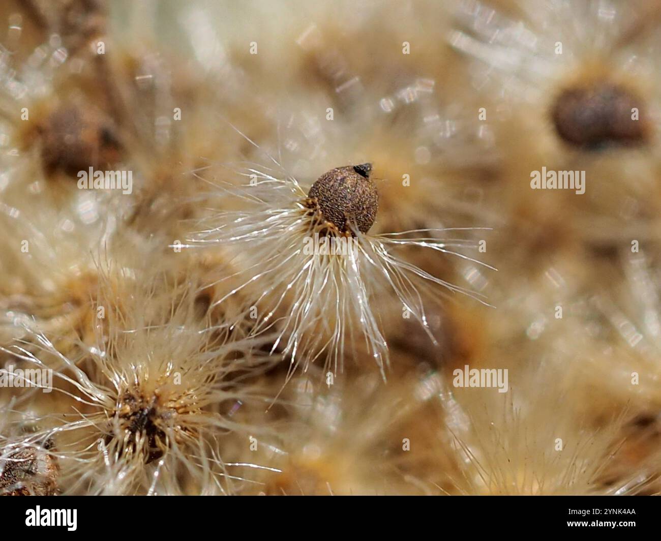 Taiwan cotton rose (Hibiscus taiwanensis Stock Photo - Alamy