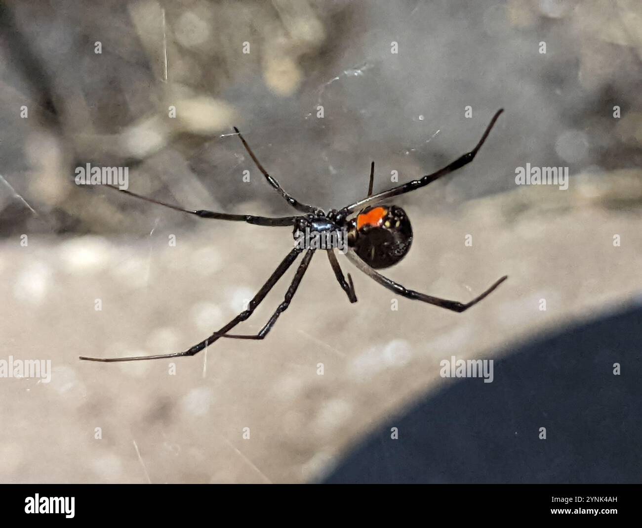 Brown Widow (Latrodectus geometricus Stock Photo - Alamy