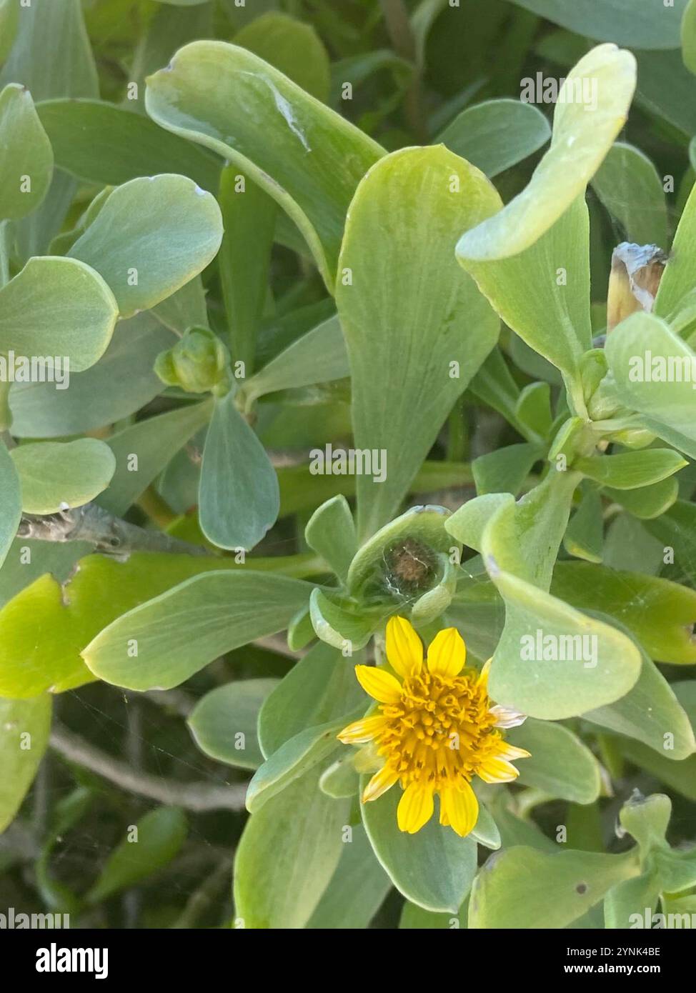 sea ox-eye (Borrichia frutescens Stock Photo - Alamy