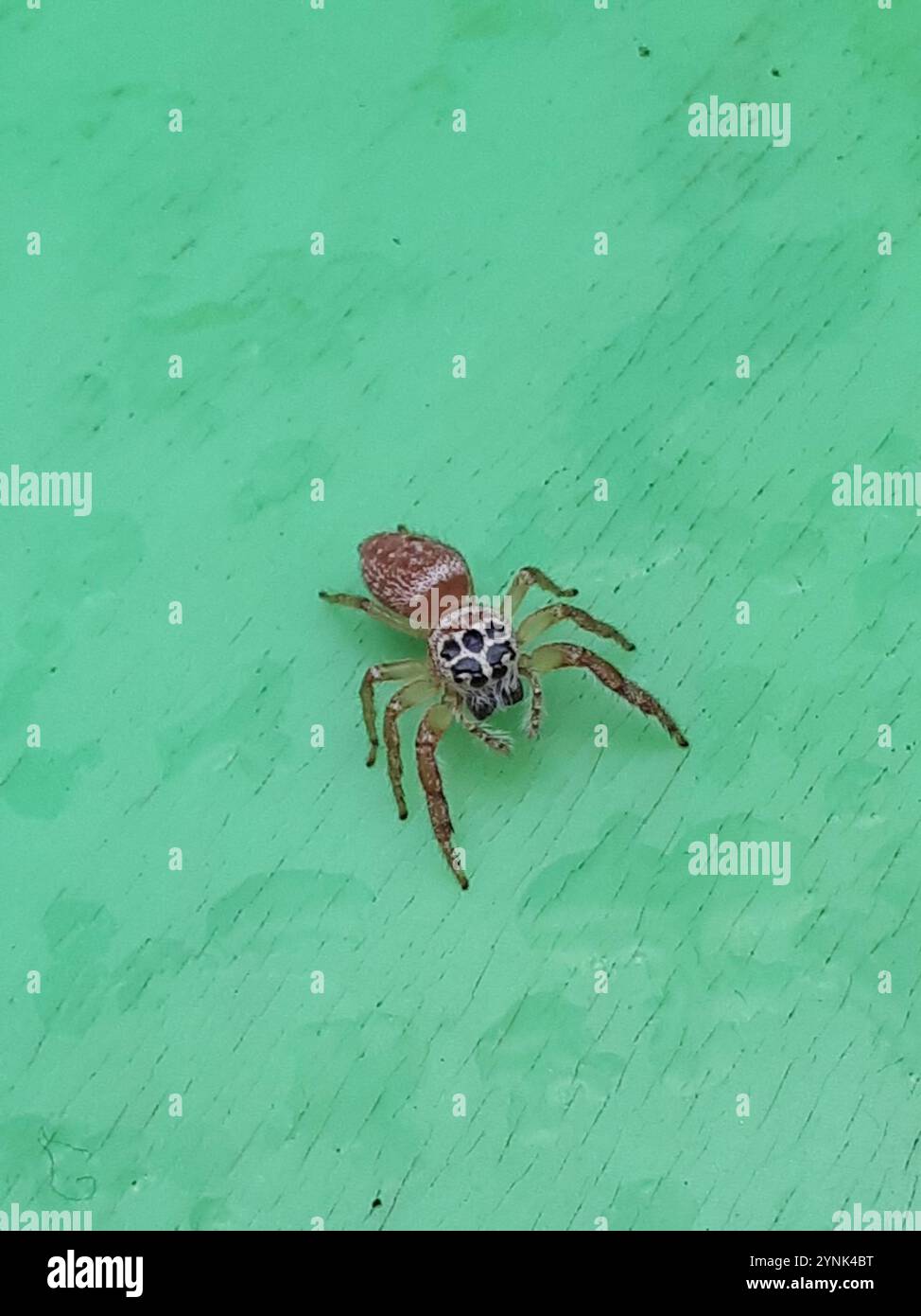 Cyclops Jumping Spider (Opisthoncus polyphemus Stock Photo - Alamy