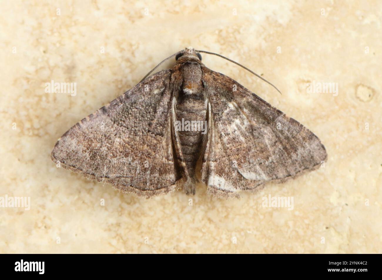 Geometer Moths (Geometridae Stock Photo - Alamy