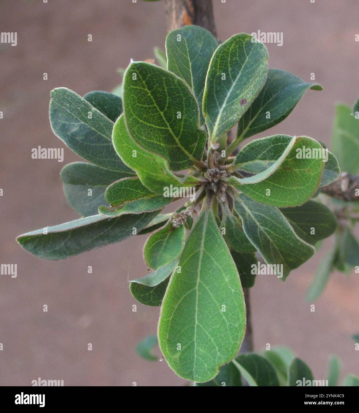 Purplepod clusterleaf (Terminalia prunioides Stock Photo - Alamy