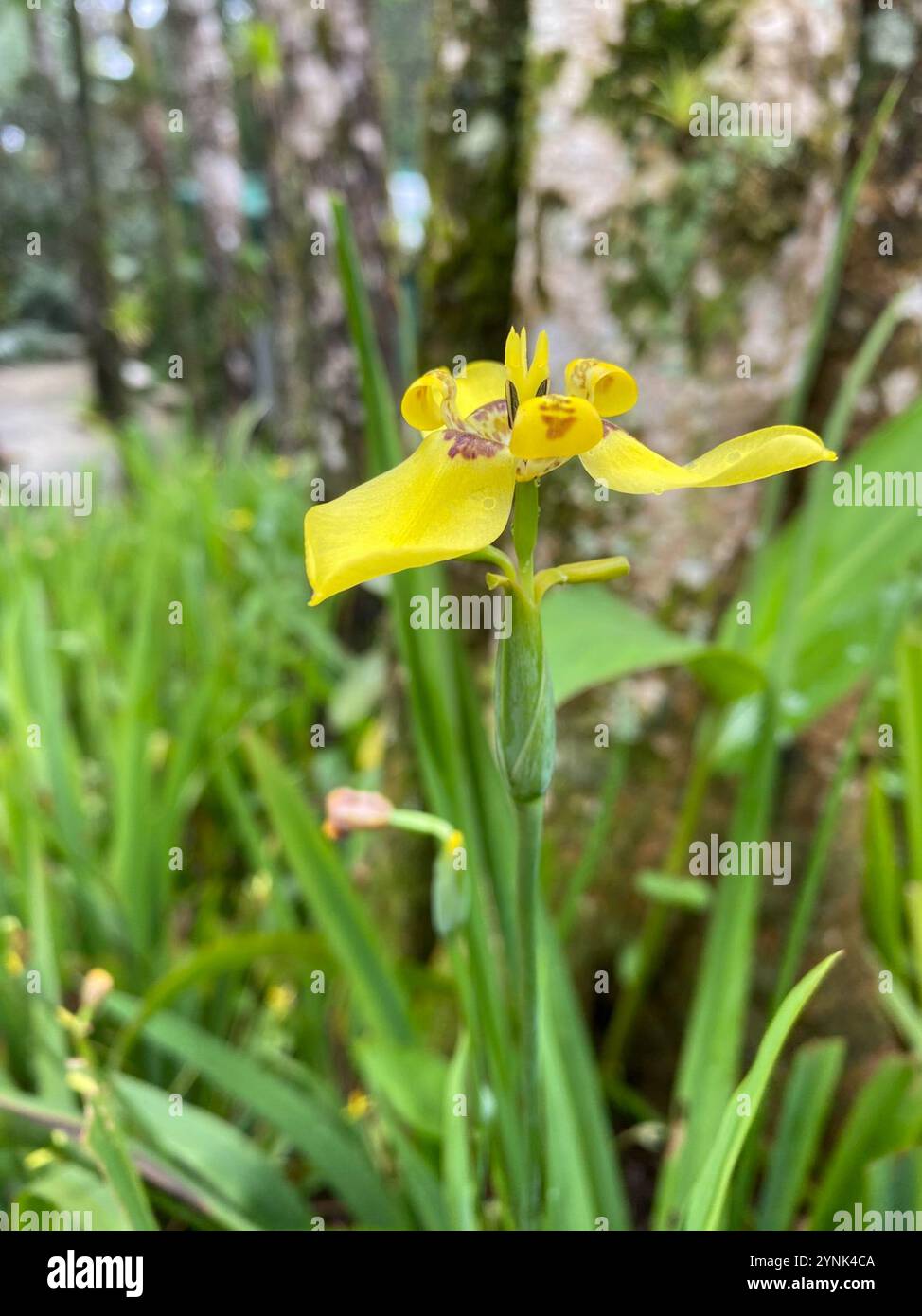 yellow walking iris (Trimezia steyermarkii Stock Photo - Alamy