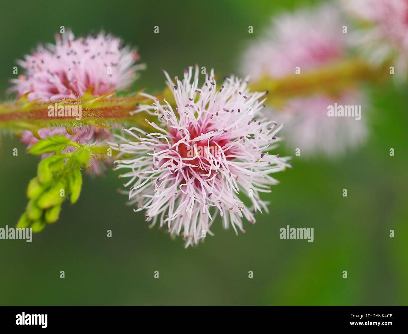 giant false sensitive plant (Mimosa diplotricha Stock Photo - Alamy