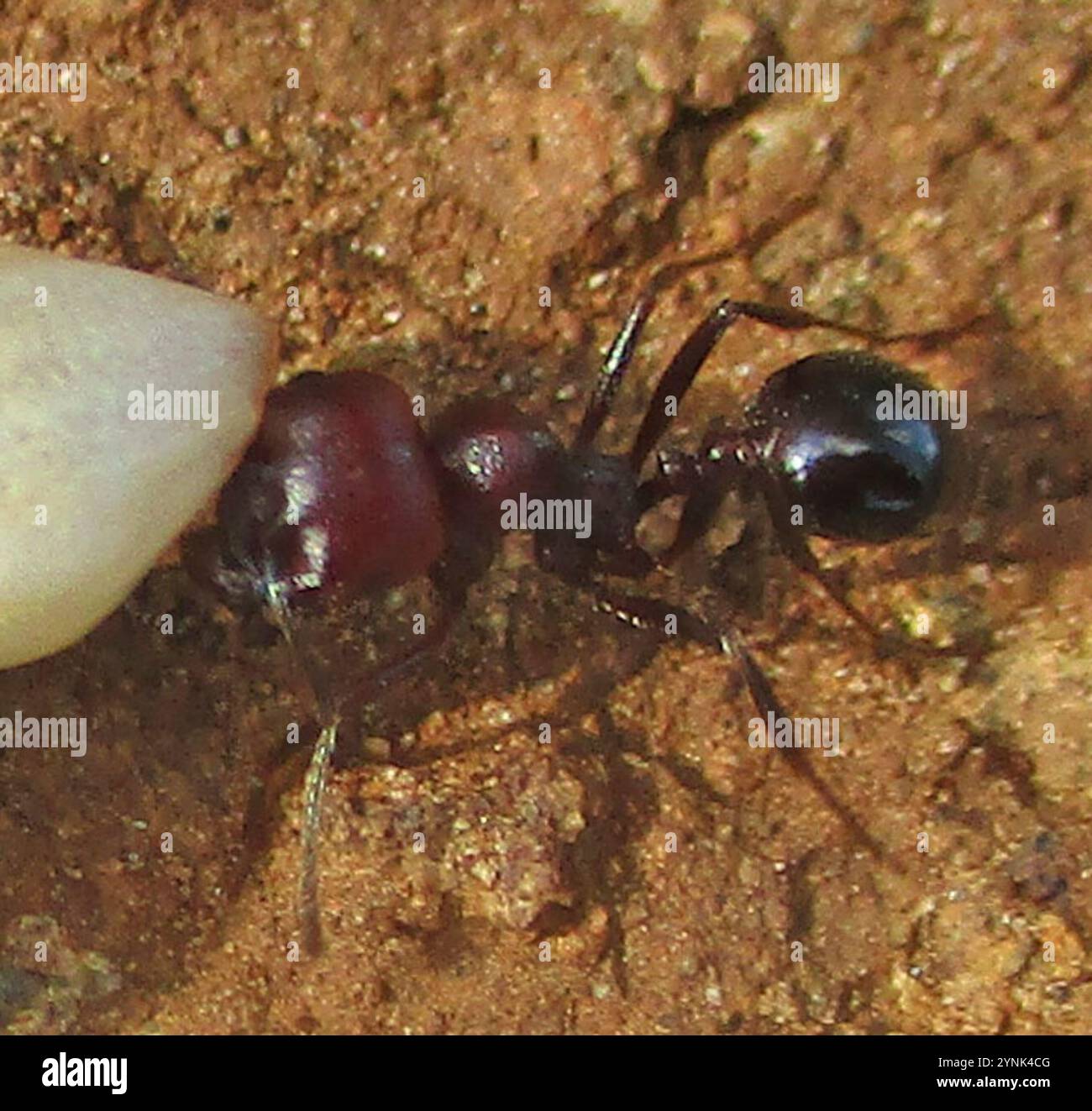 Messor Harvester Ants (Messor Stock Photo - Alamy