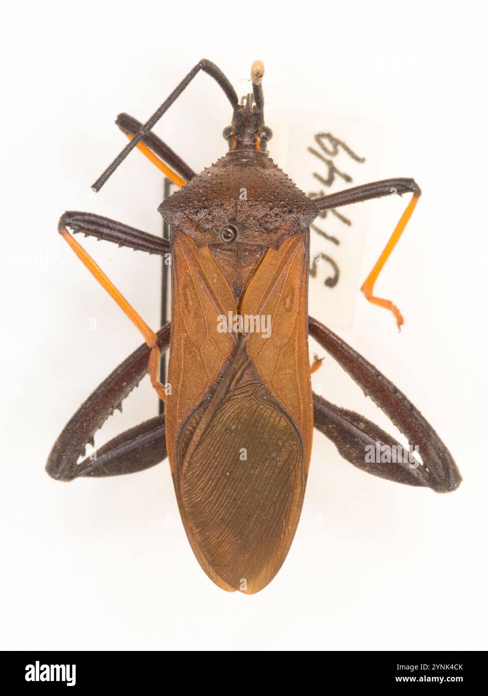 Giant Agave Bug (Acanthocephala thomasi Stock Photo - Alamy