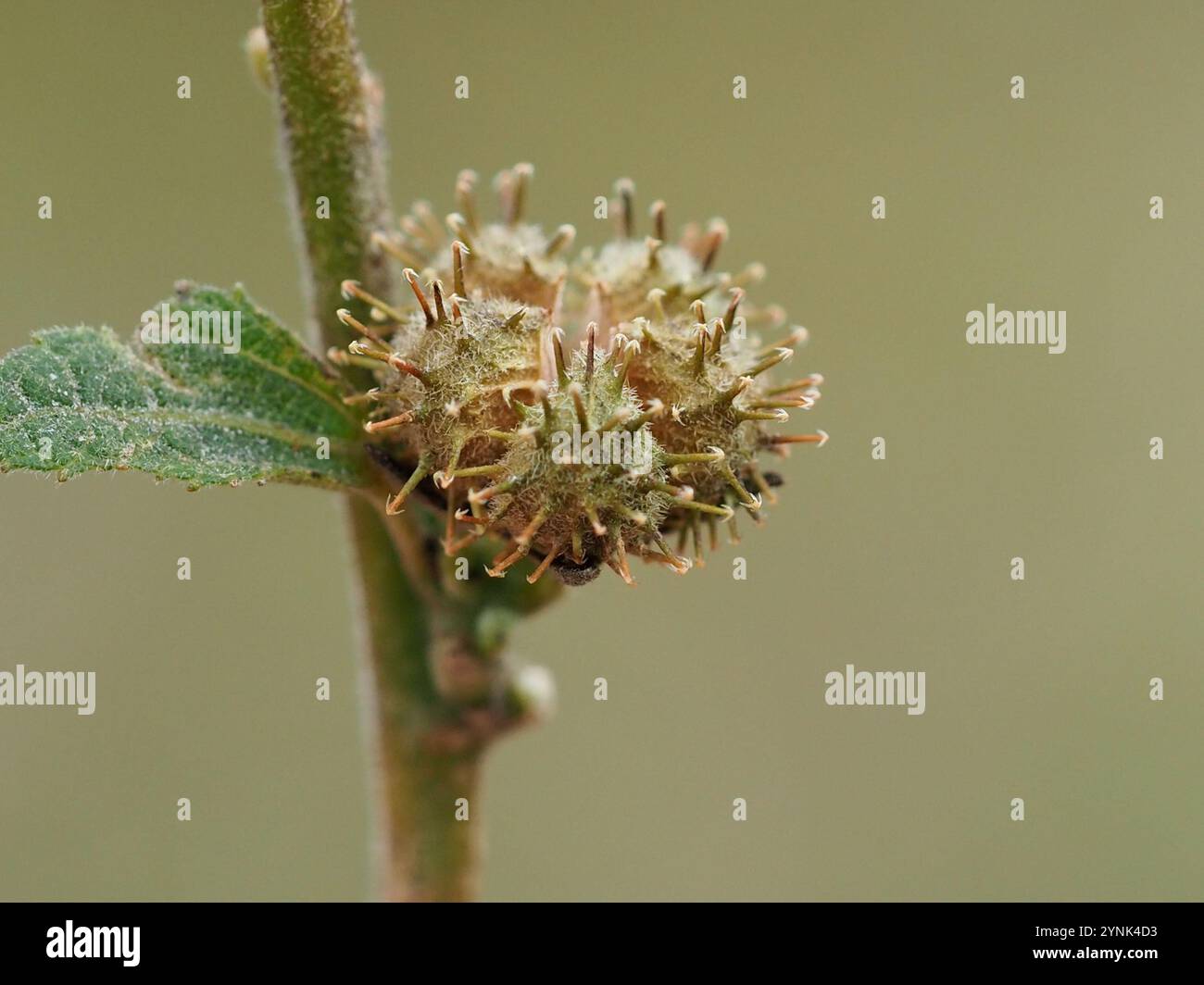 Caesar weed (Urena lobata Stock Photo - Alamy
