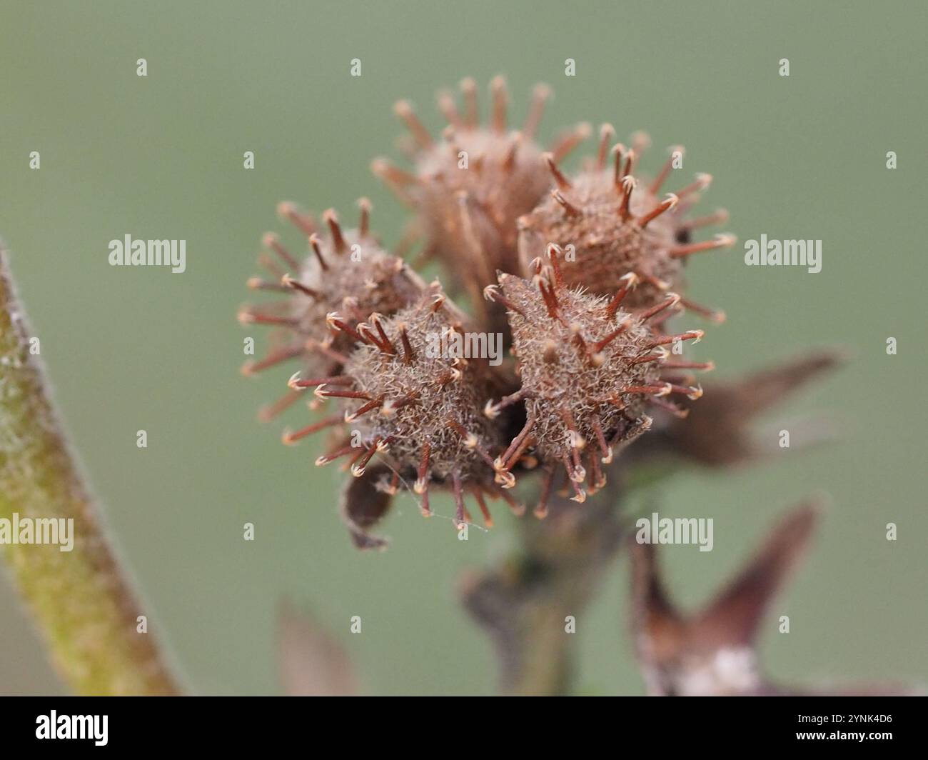 Caesar weed (Urena lobata Stock Photo - Alamy