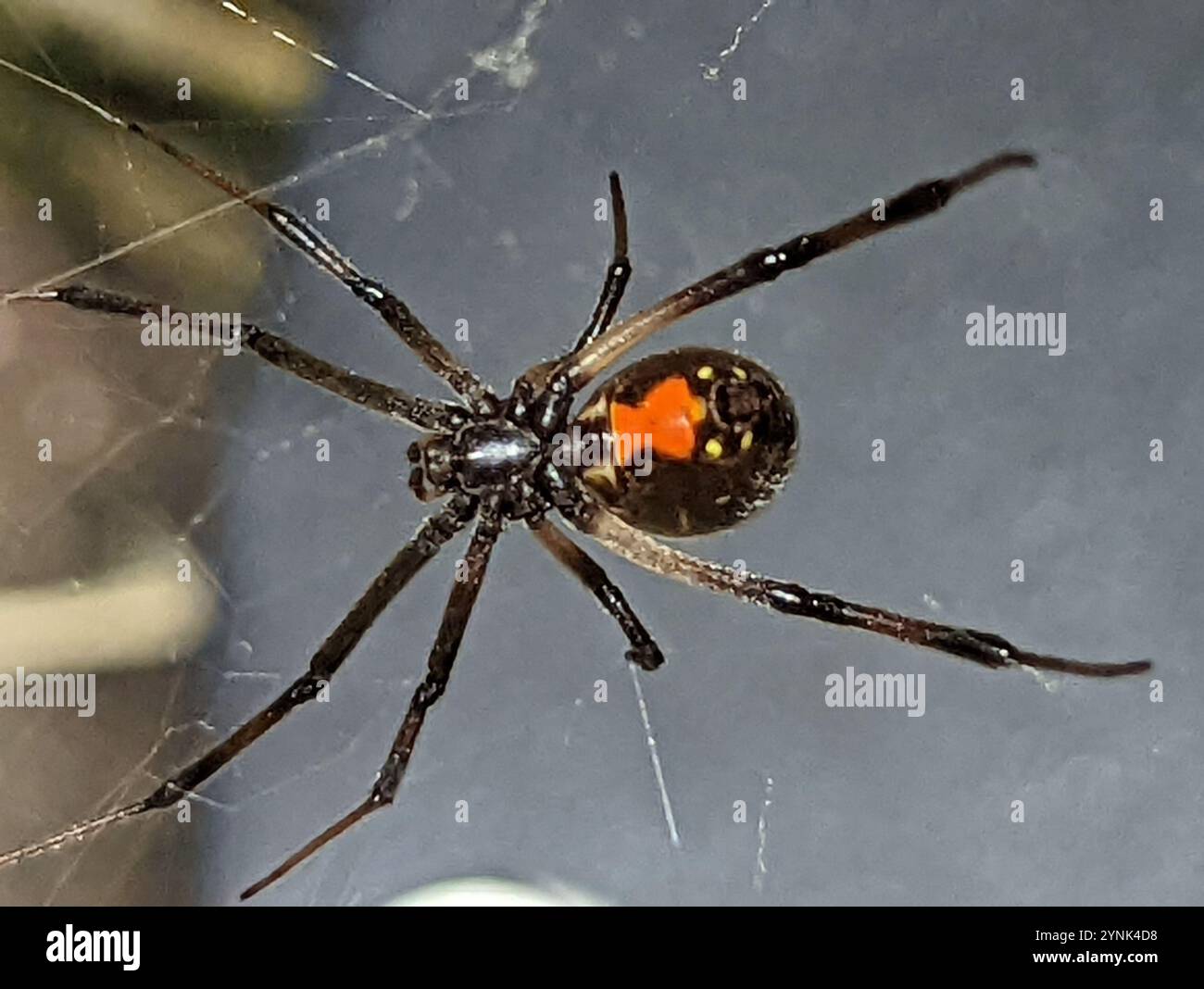 Brown Widow (Latrodectus geometricus Stock Photo - Alamy