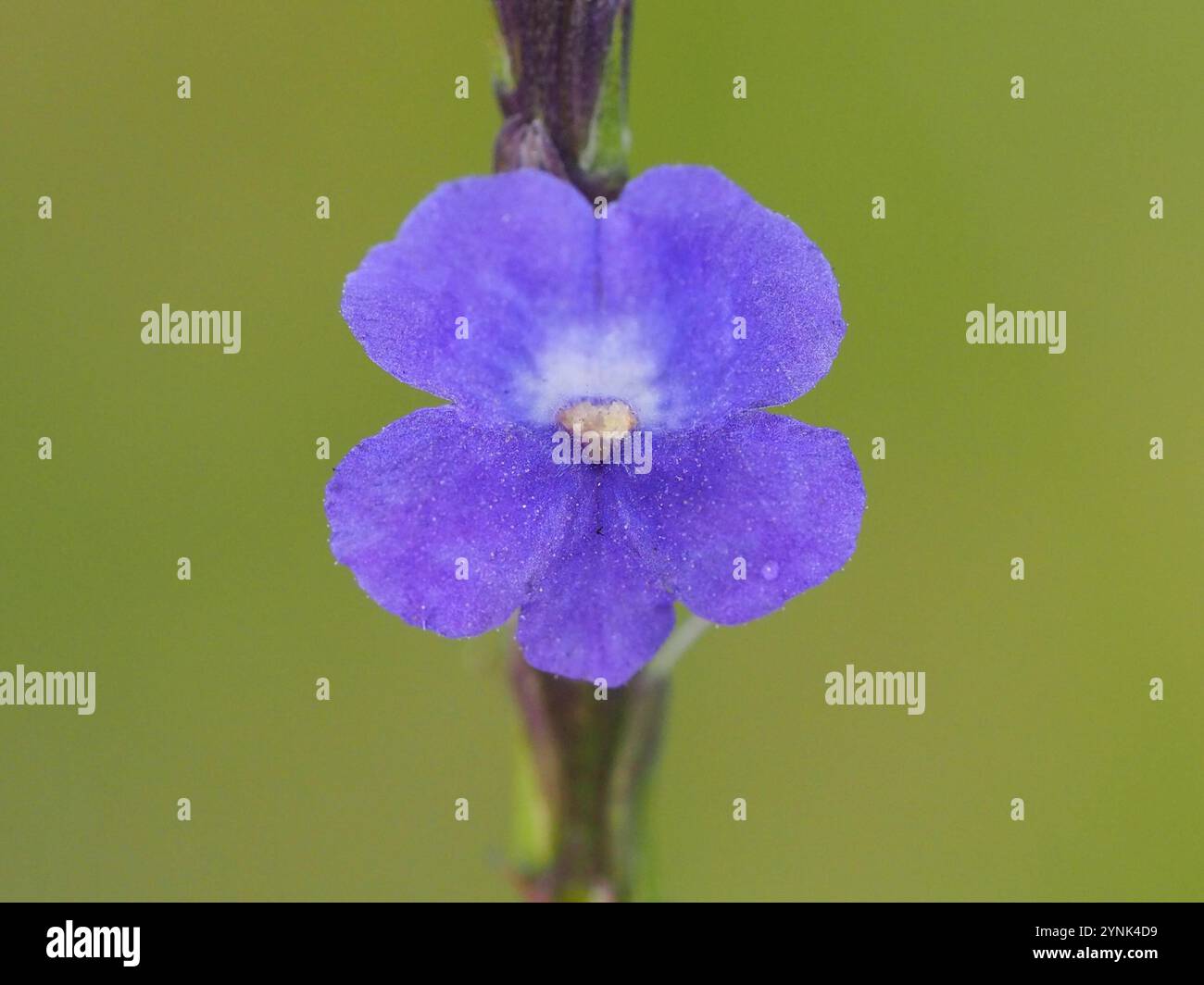 Nettleleaf Velvetberry (Stachytarpheta urticifolia Stock Photo - Alamy