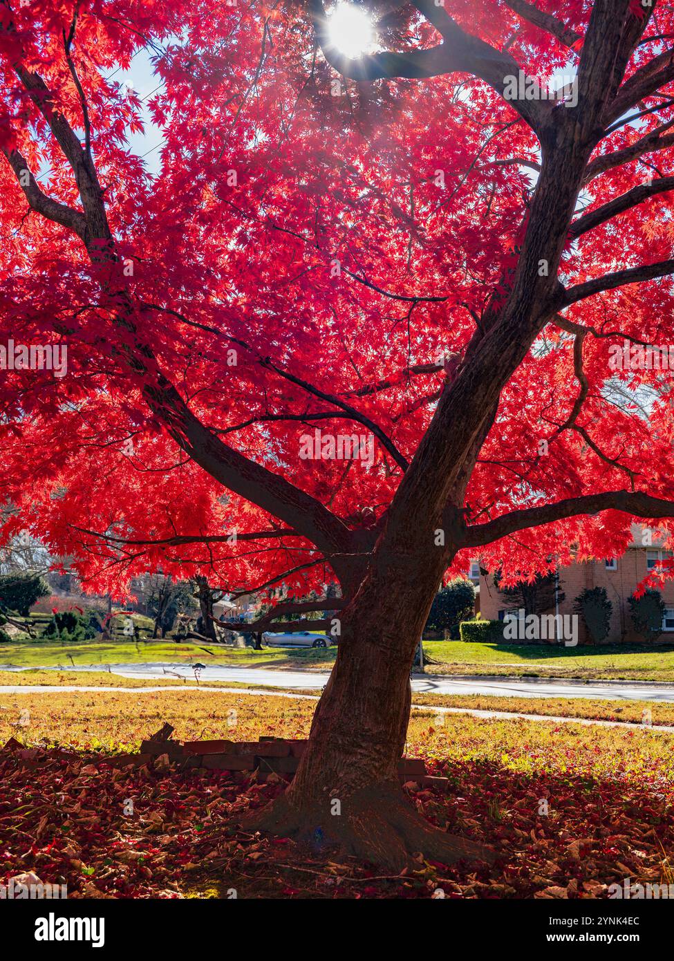 Blaze maple hi-res stock photography and images - Alamy