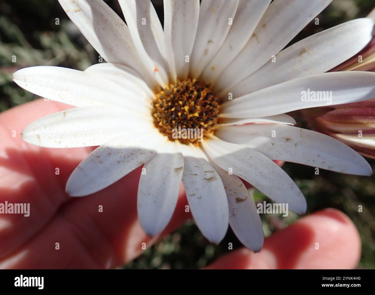 African oxeye (Dimorphotheca nudicaulis Stock Photo - Alamy