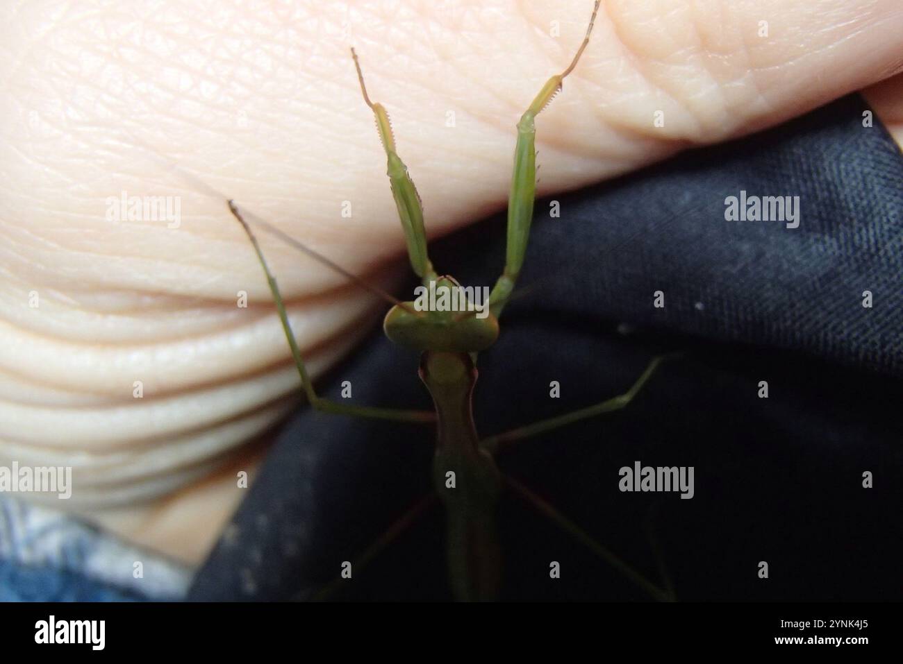 False garden mantis hi-res stock photography and images - Alamy