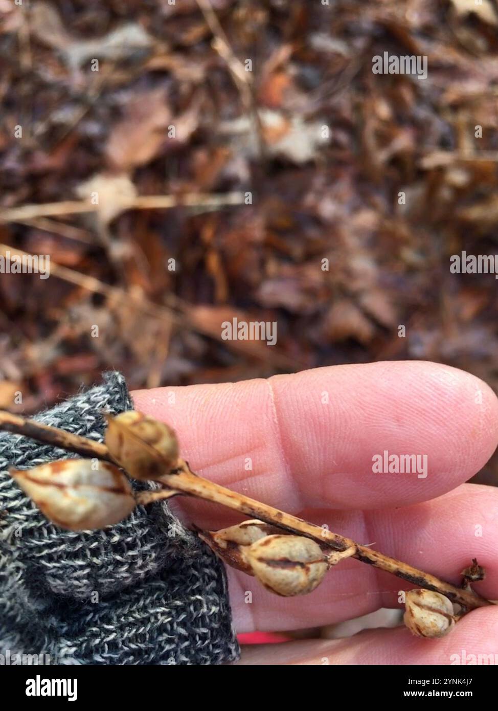 downy yellow false foxglove (Aureolaria virginica Stock Photo - Alamy