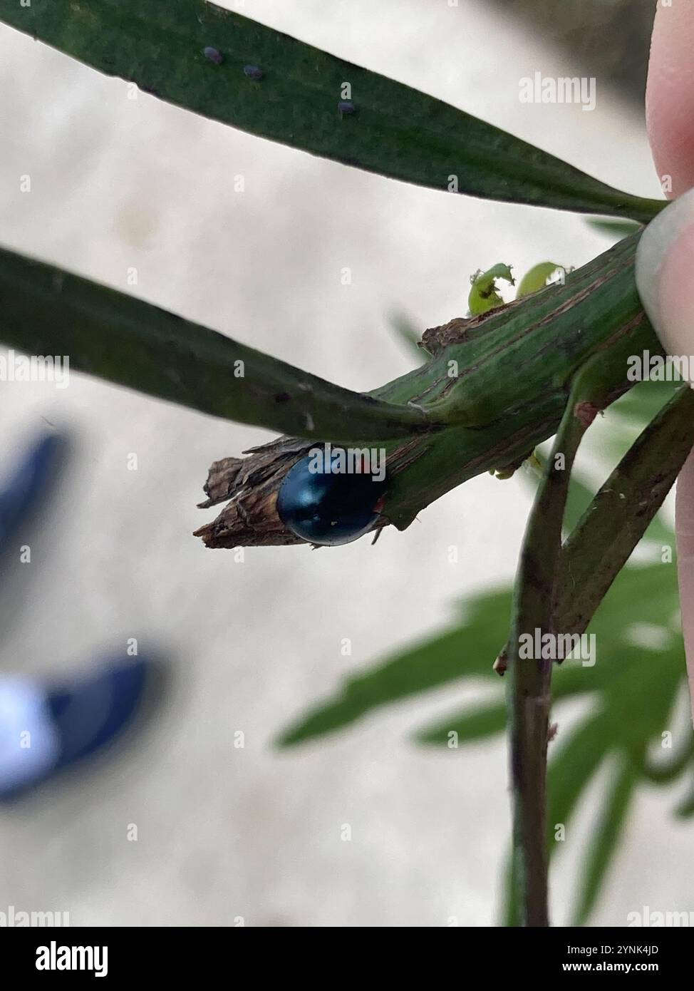 Metallic Blue Lady Beetle (Curinus coeruleus Stock Photo - Alamy