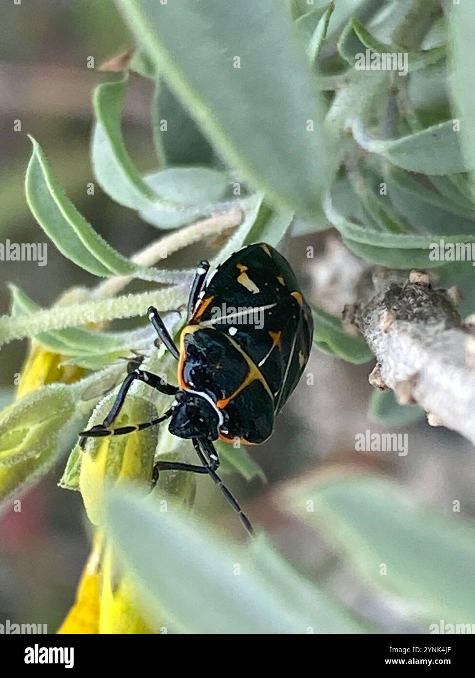 Harlequin Bug (Murgantia histrionica Stock Photo - Alamy