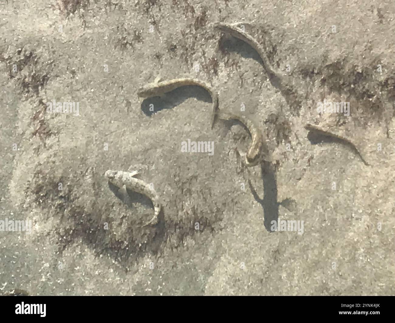 Ray-finned Fishes (Actinopterygii Stock Photo - Alamy