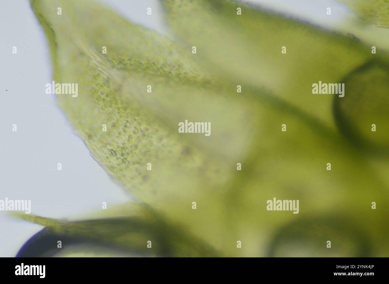 Whipple's claopodium moss (Claopodium whippleanum Stock Photo - Alamy
