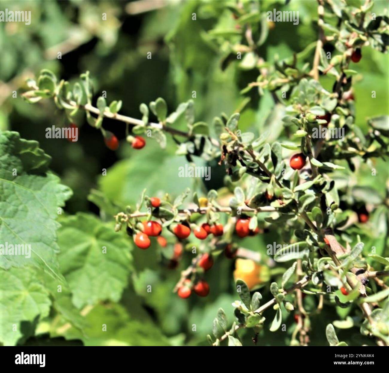 African boxthorn (Lycium ferocissimum Stock Photo - Alamy