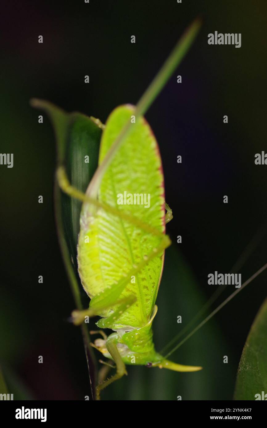 Copiphora rhinoceros hi-res stock photography and images - Alamy