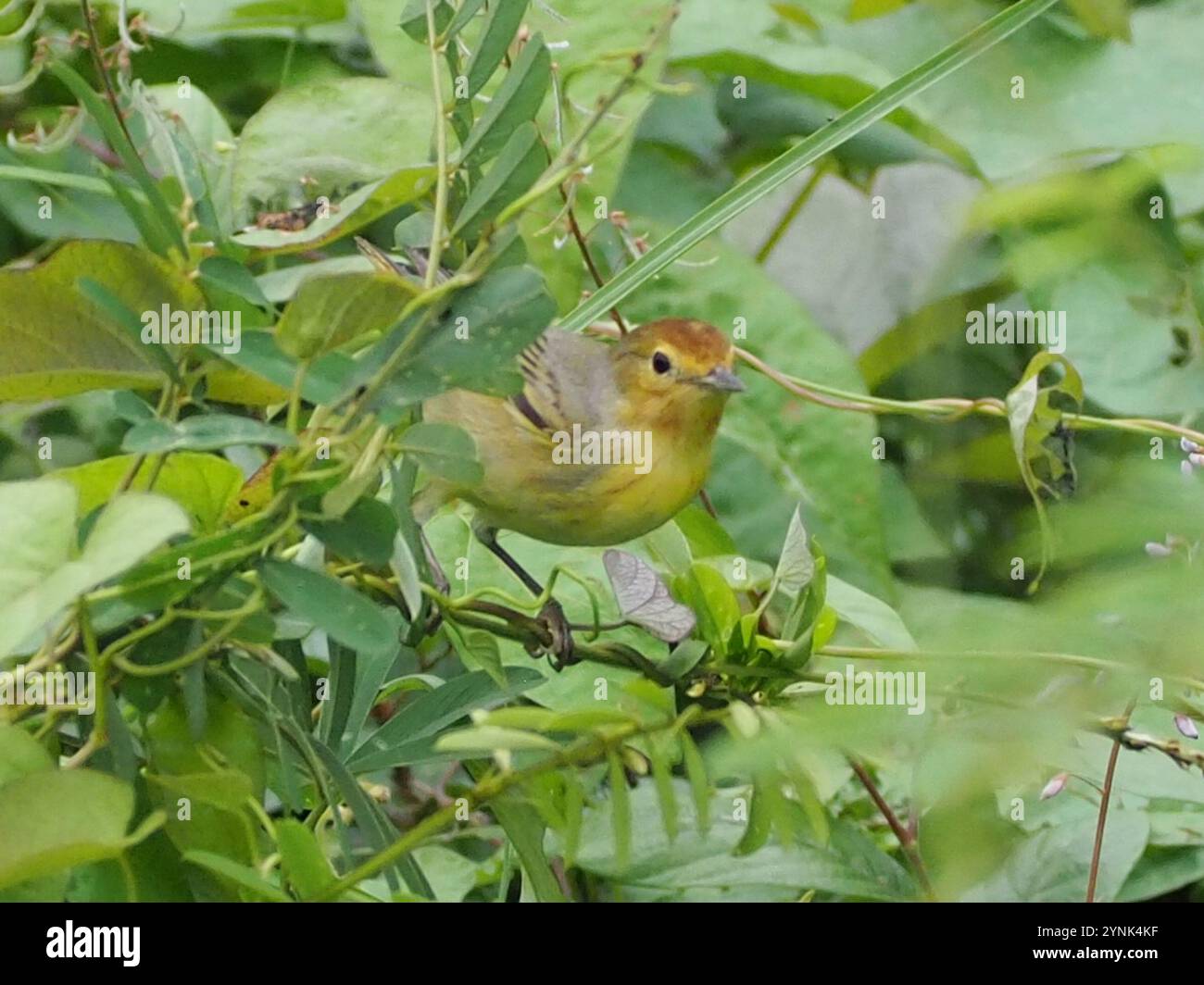 Yellow Warbler (Setophaga petechia Stock Photo - Alamy