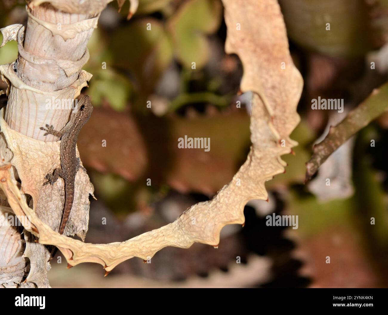 Common Dwarf Gecko (Lygodactylus capensis Stock Photo - Alamy