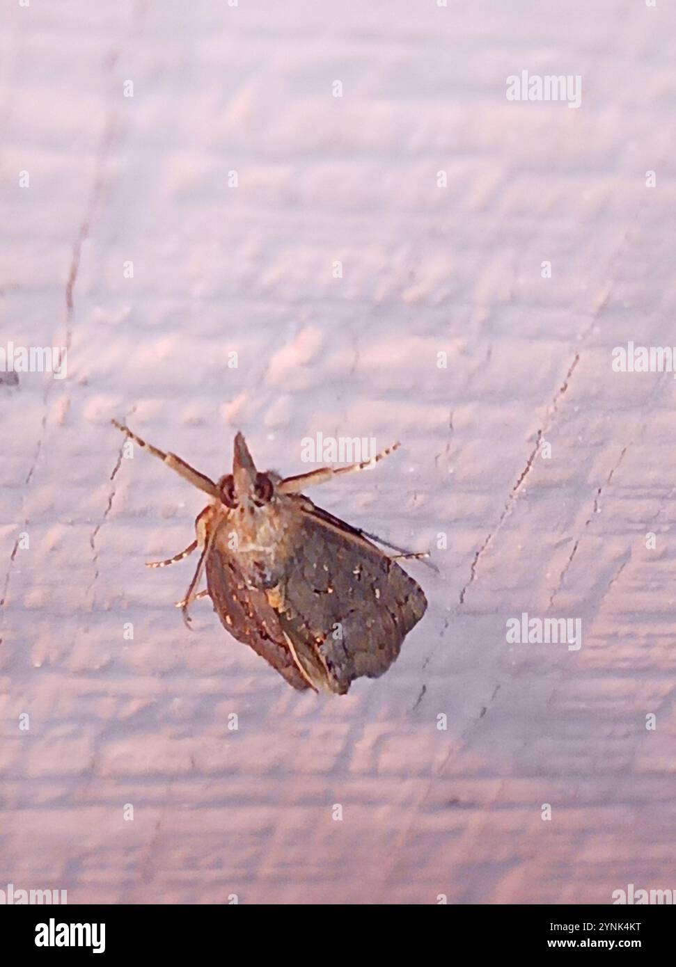 Green Cloverworm Moth (Hypena scabra Stock Photo - Alamy