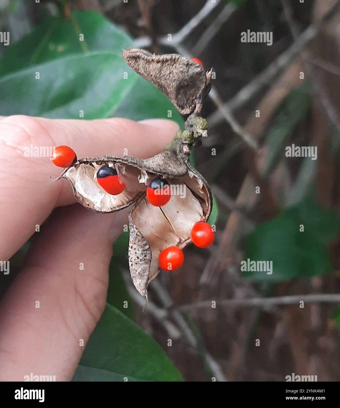 rosary pea (Abrus precatorius Stock Photo - Alamy