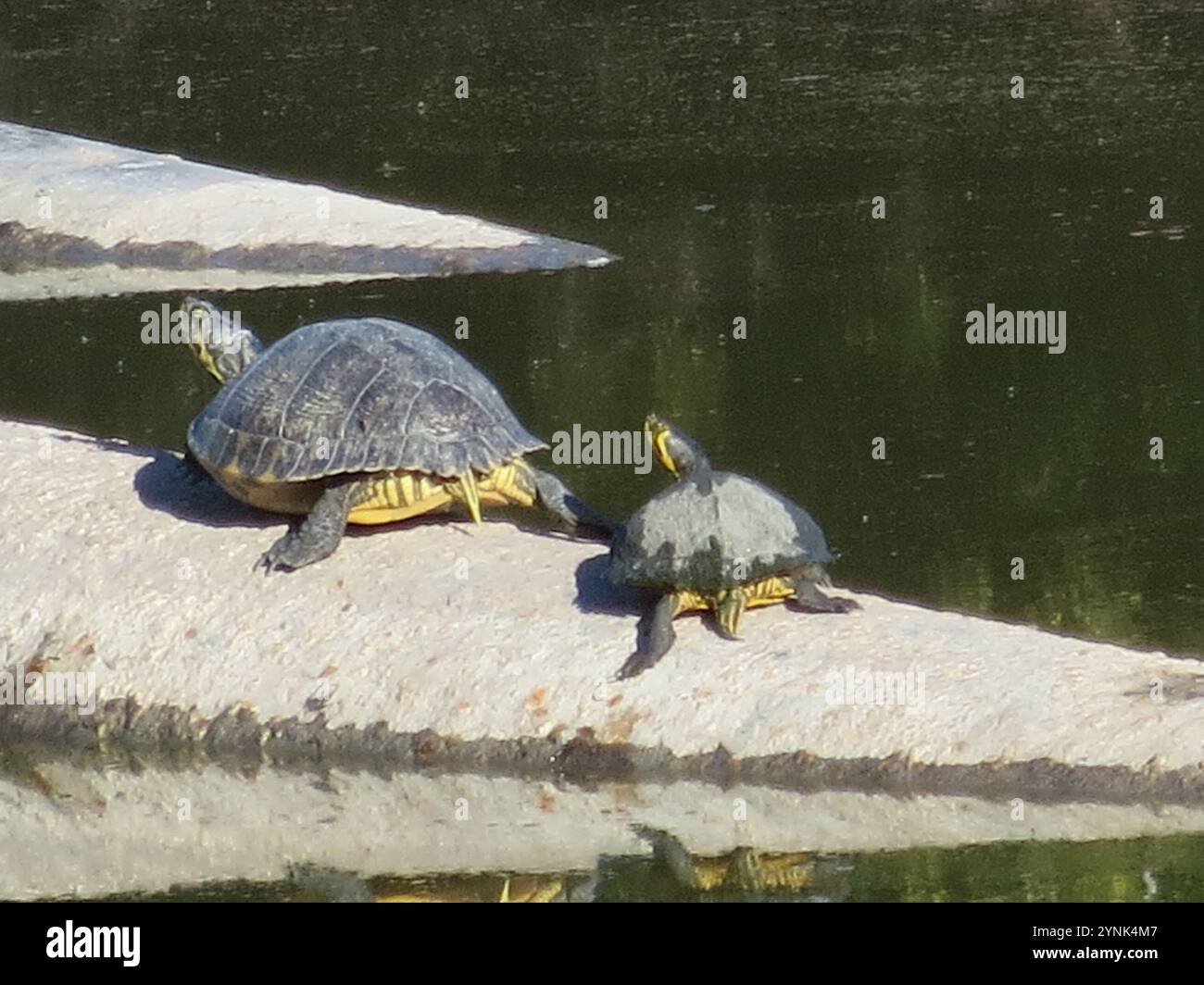 Pond Slider (Trachemys scripta Stock Photo - Alamy