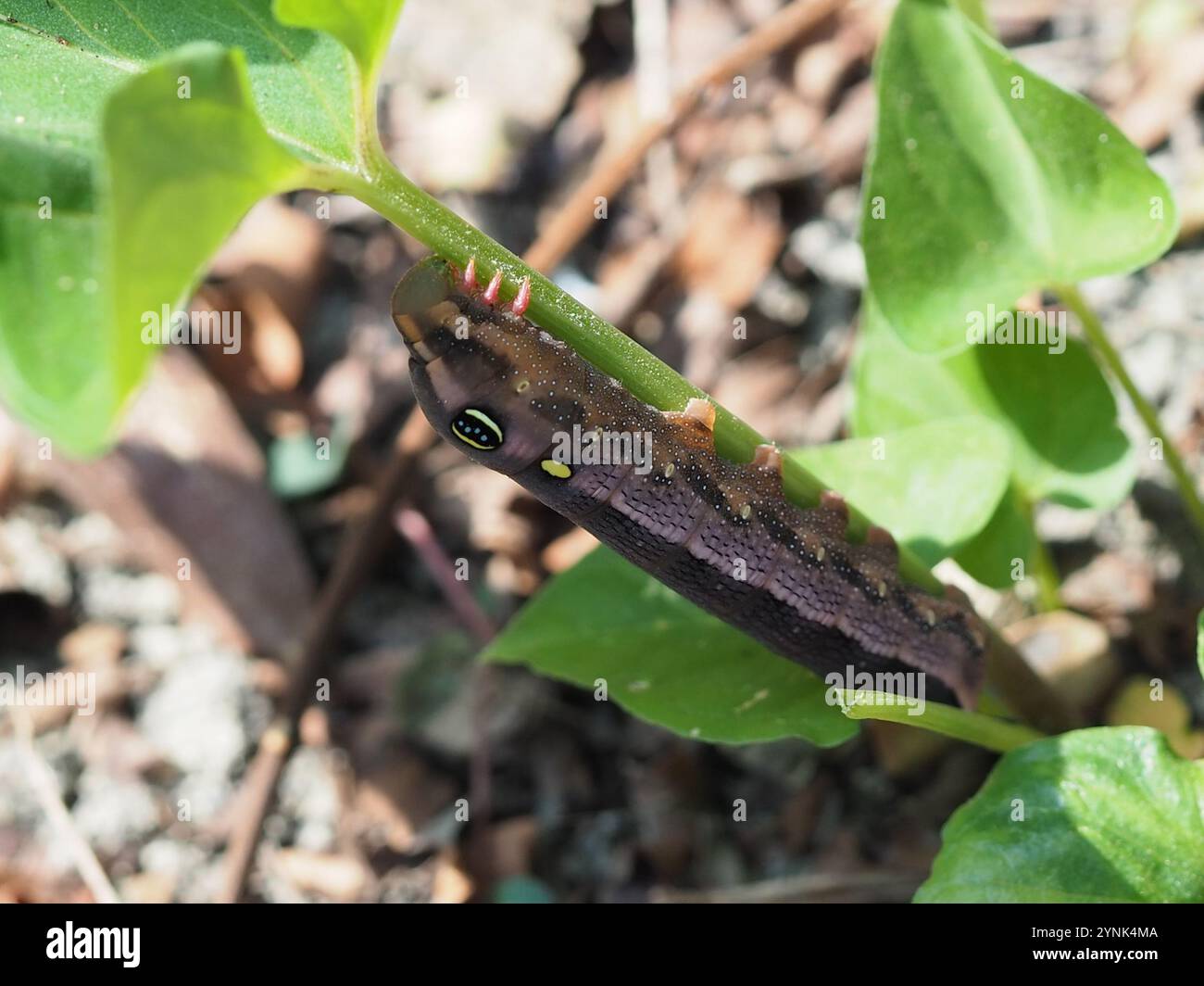 Vine Hawkmoth (Hippotion celerio Stock Photo - Alamy