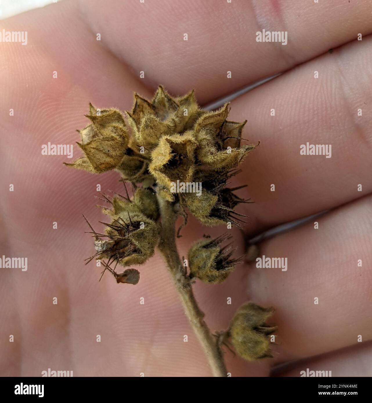 flannel weed (Sida cordifolia Stock Photo - Alamy