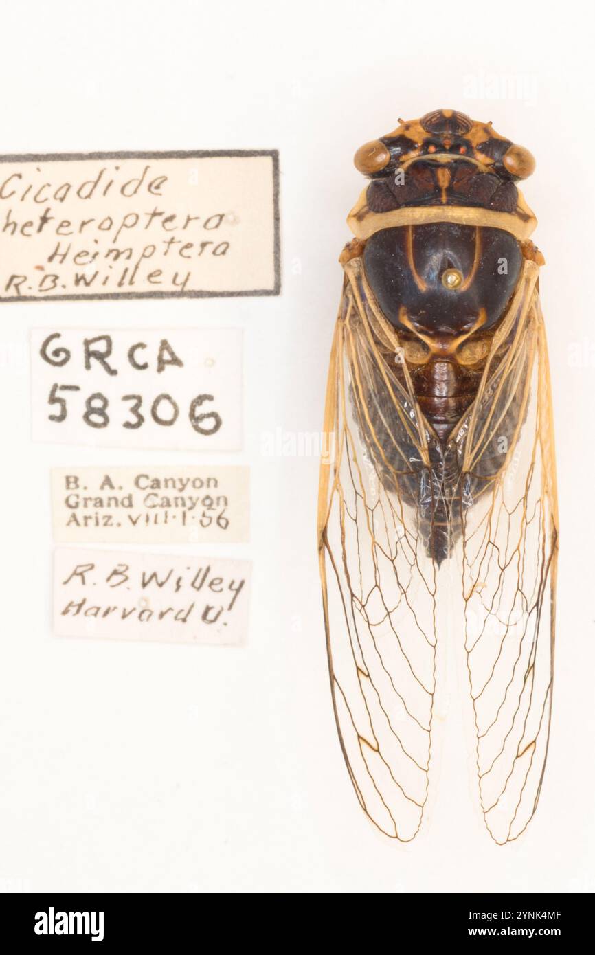 Diceroprocta apache hi-res stock photography and images - Alamy