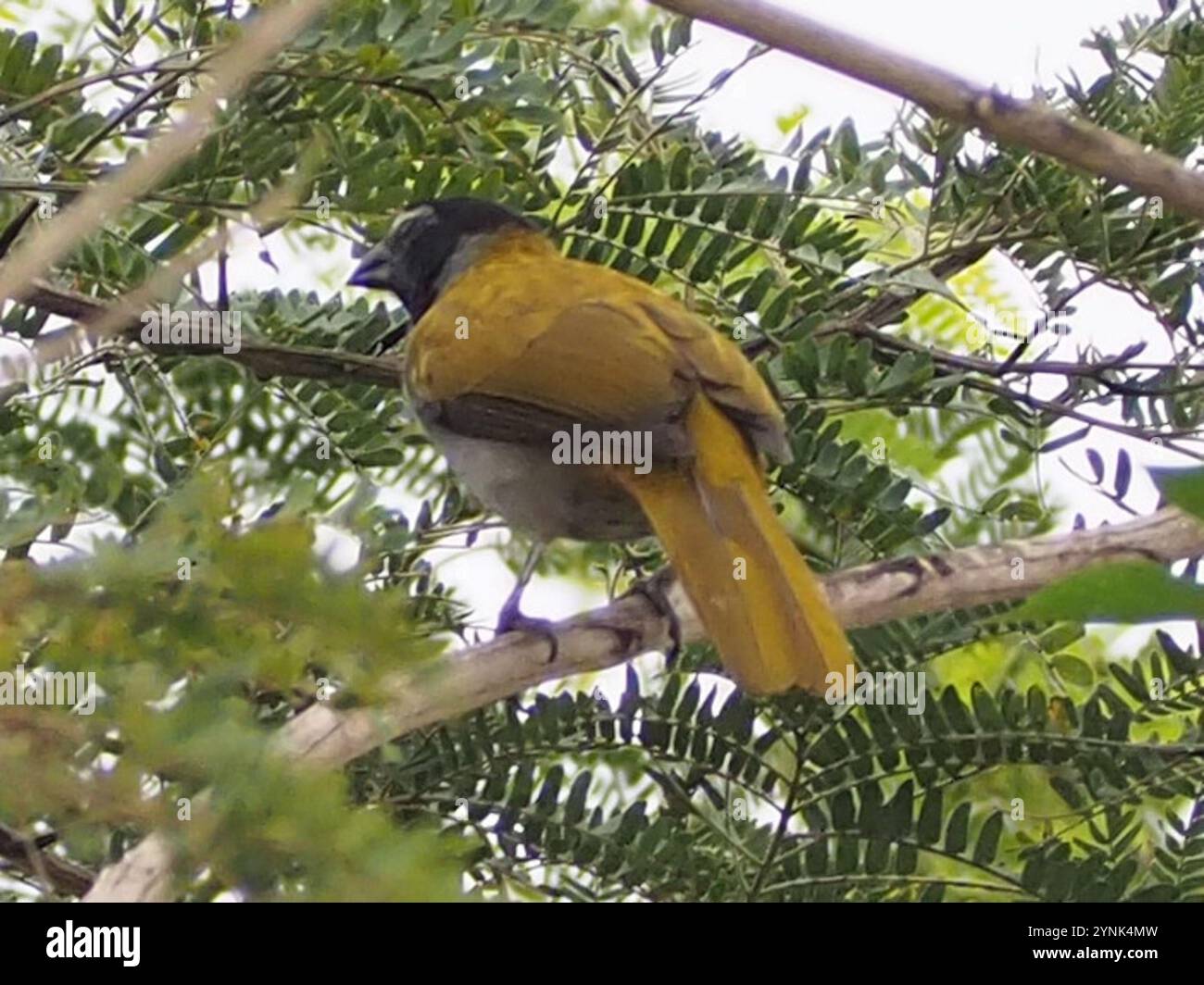 Black headed saltator hi-res stock photography and images - Alamy