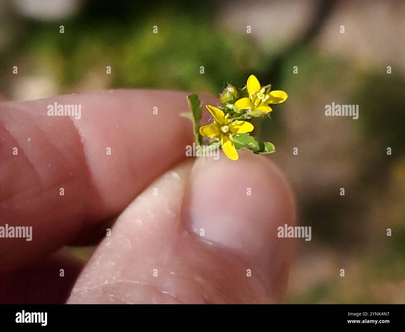 London rocket (Sisymbrium irio Stock Photo - Alamy