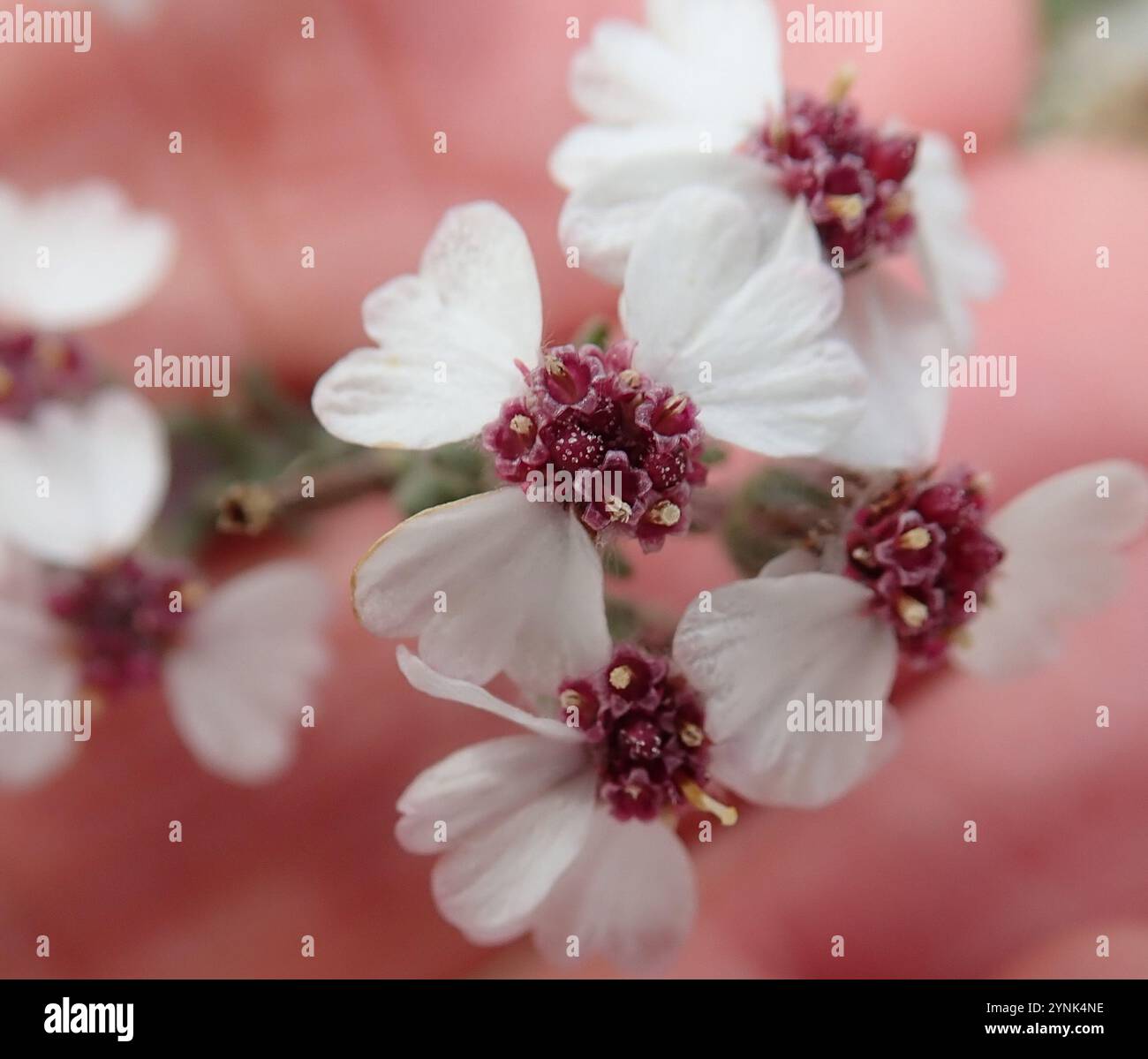 Boegoe hi-res stock photography and images - Alamy