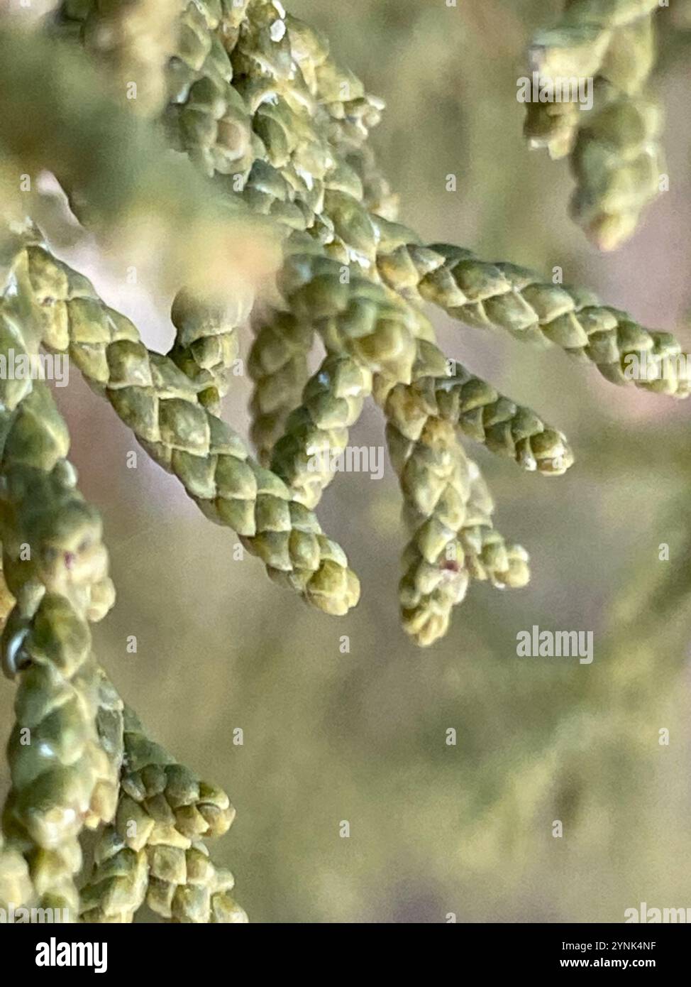 Utah Juniper (Juniperus osteosperma Stock Photo - Alamy