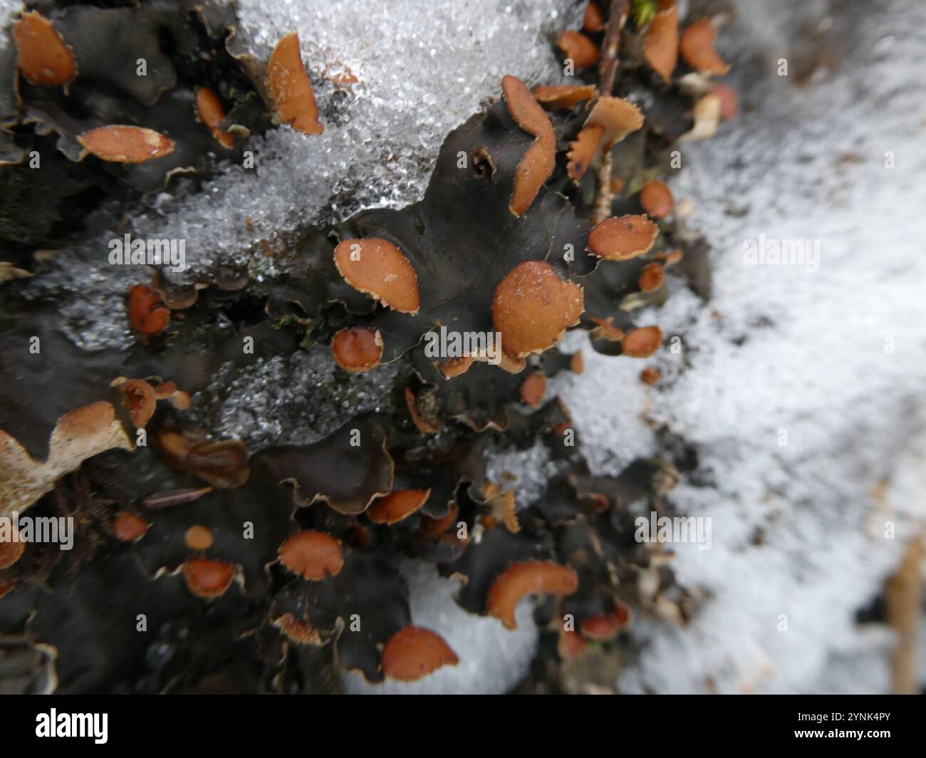 horizontal pelt lichen (Peltigera horizontalis Stock Photo - Alamy