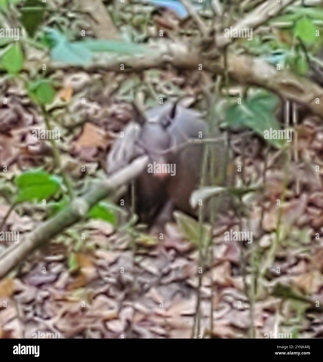 Nine-banded Armadillo (Dasypus novemcinctus Stock Photo - Alamy