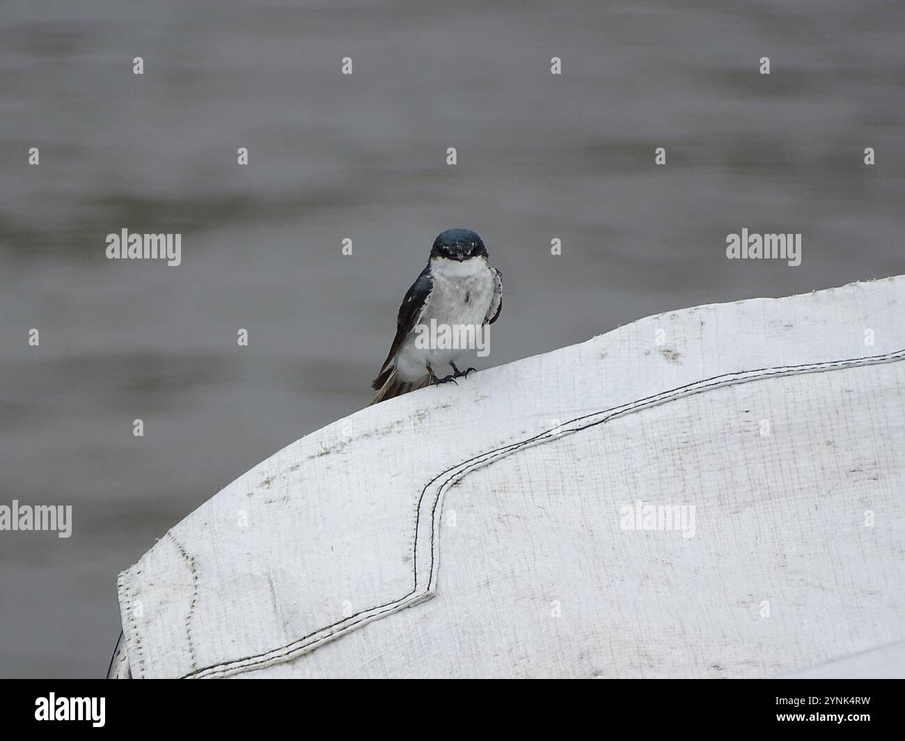 Mangrove Swallow (Tachycineta albilinea Stock Photo - Alamy