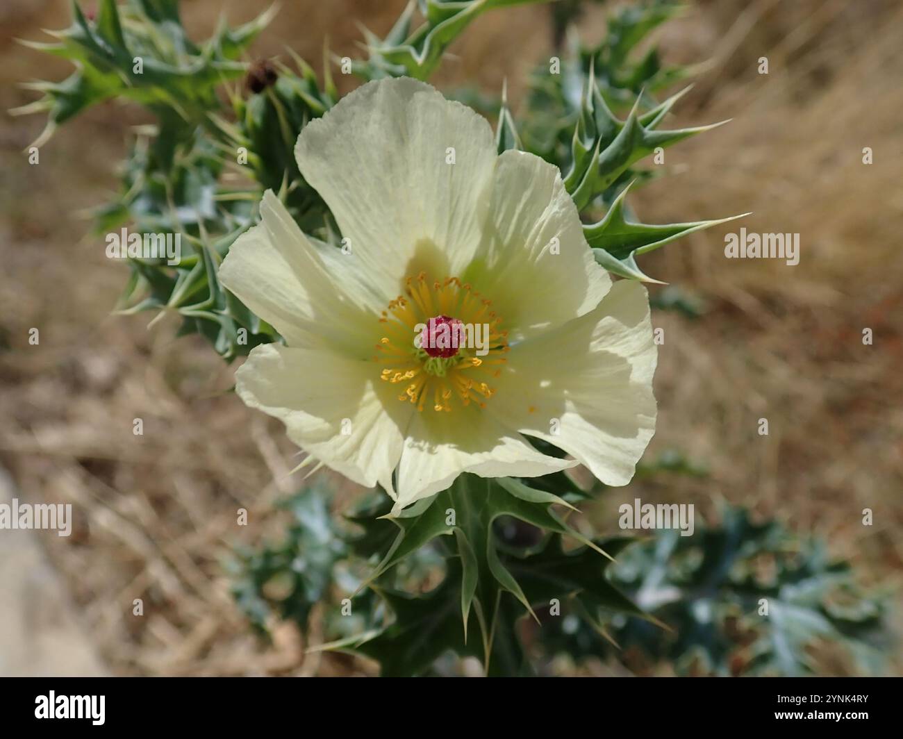 Mexican Poppy (Argemone ochroleuca Stock Photo - Alamy