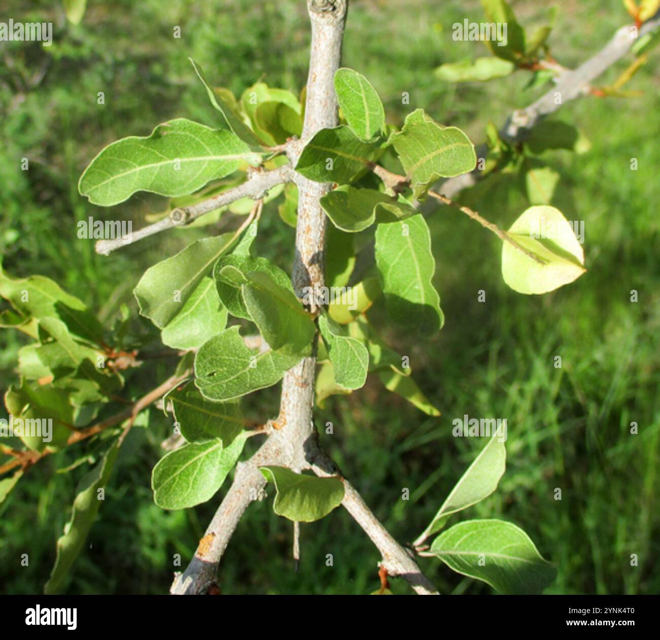 Leadwood (Combretum imberbe Stock Photo - Alamy