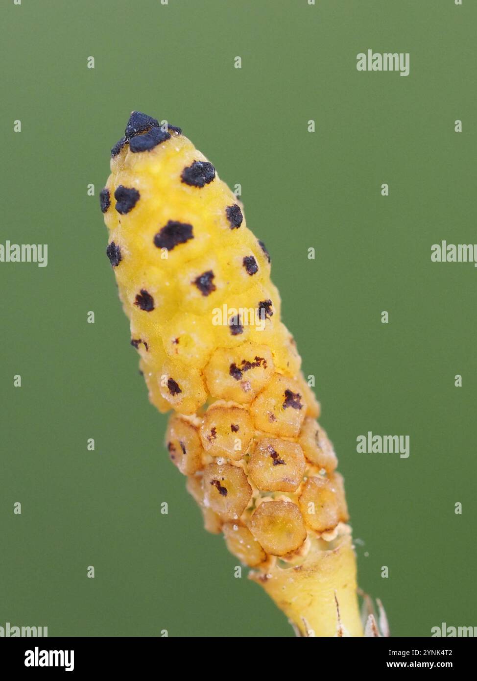 Branched Horsetail (Equisetum ramosissimum Stock Photo - Alamy