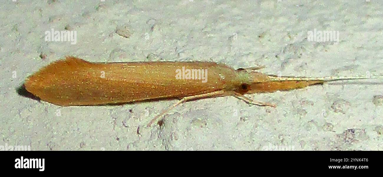 Winged and Once-winged Insects (Pterygota Stock Photo - Alamy