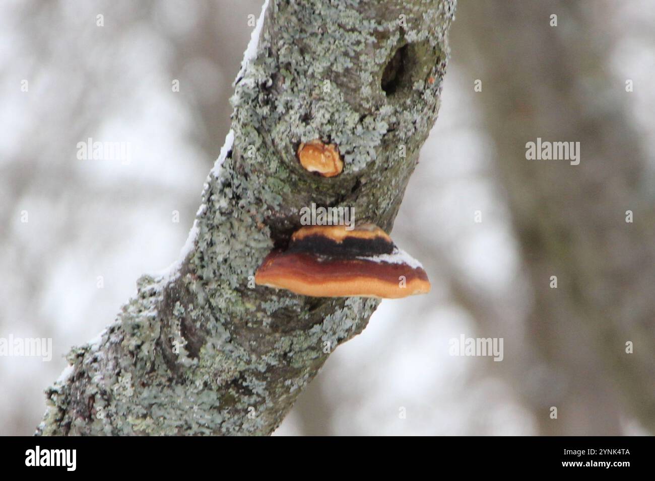 Red-banded Polypore (Fomitopsis pinicola Stock Photo - Alamy