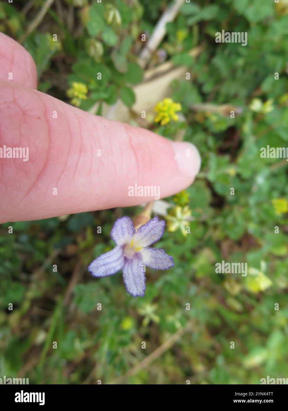 one-flowered cancer-root (Aphyllon uniflorum Stock Photo - Alamy