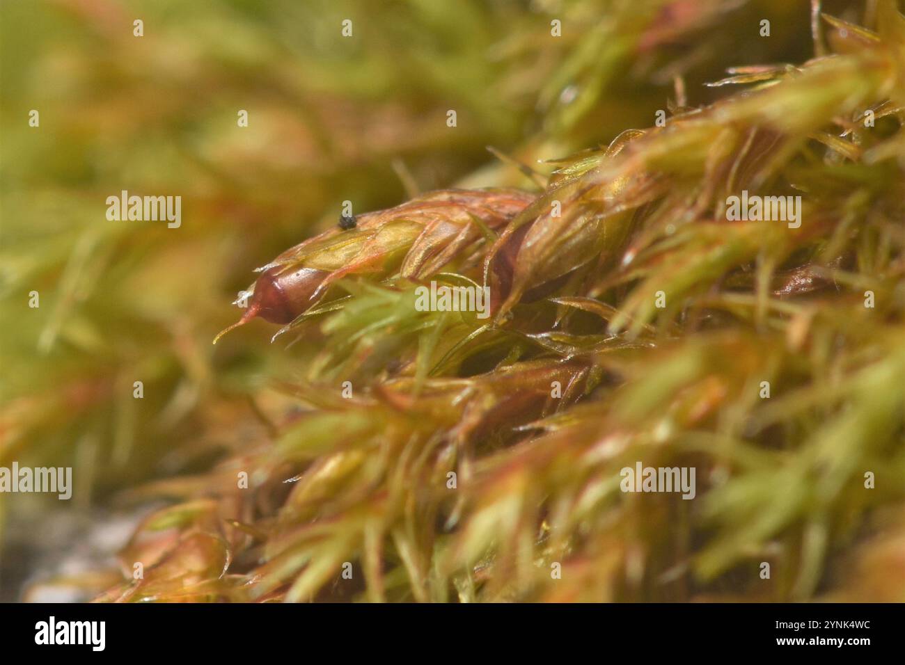 Papillose Bloom Moss (Schistidium papillosum Stock Photo - Alamy