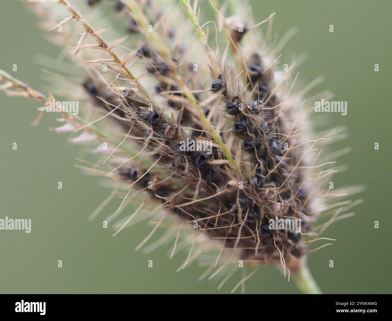 Finger Grass (Chloris barbata Stock Photo - Alamy