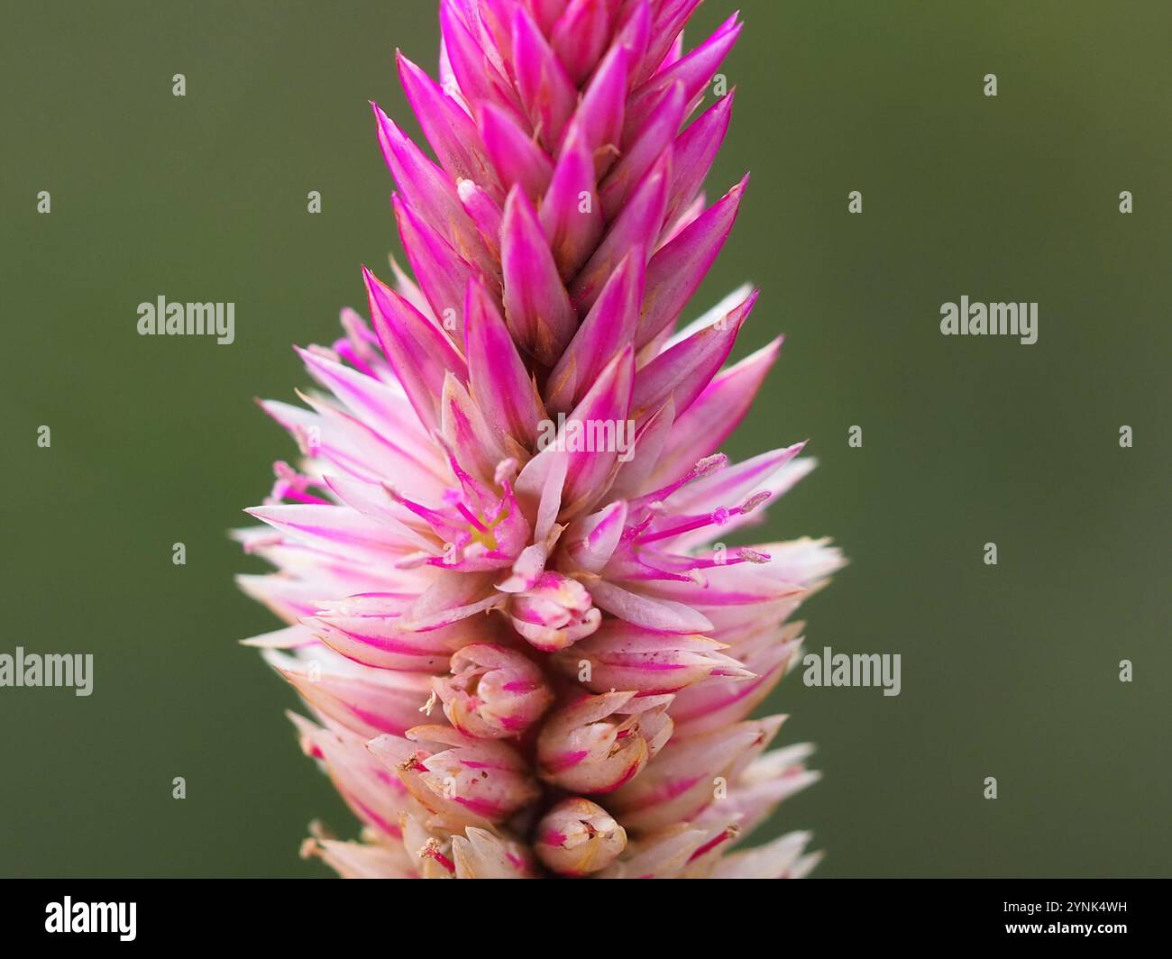 Quail Grass (Celosia argentea Stock Photo - Alamy