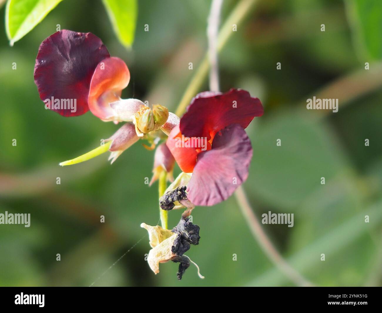 Purple Bush-Bean (Macroptilium atropurpureum Stock Photo - Alamy