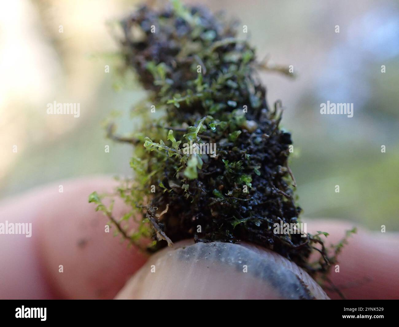 Jungermannia hi-res stock photography and images - Alamy